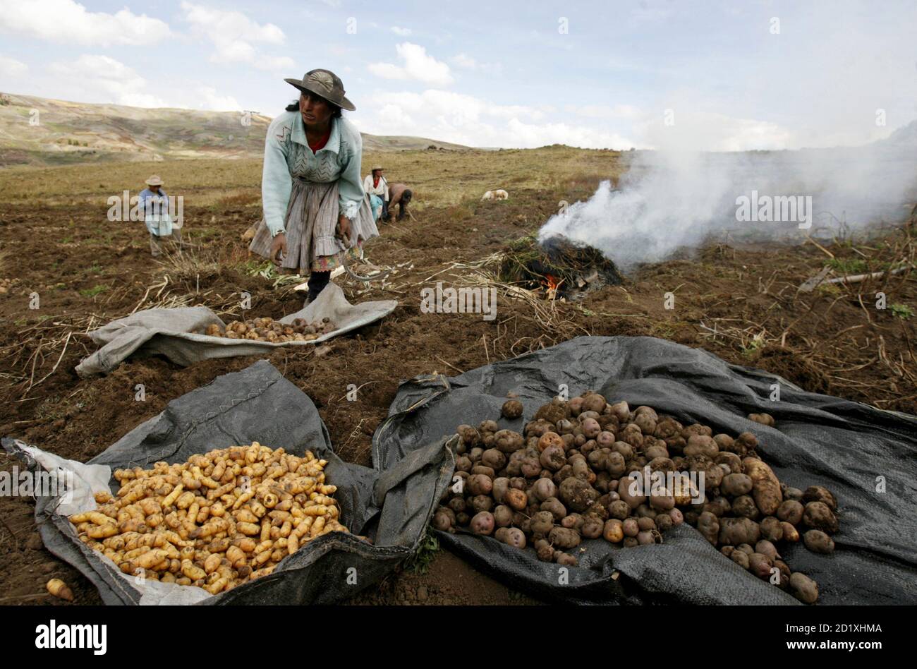 Native potato varieties peru hi-res stock photography and images - Alamy