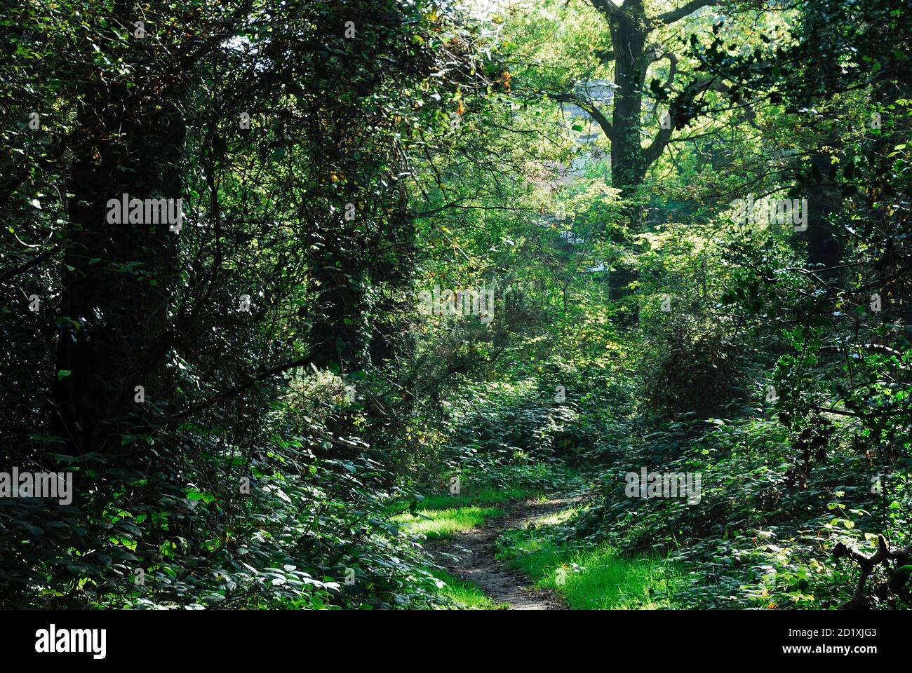 Titlark Copse, Valley Park Woods near Chandlers Ford, Hamshire, UK ...