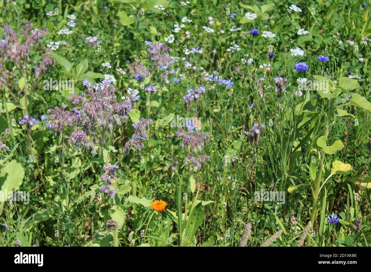 Agricultural crop blue flower flowers crops hi-res stock photography ...