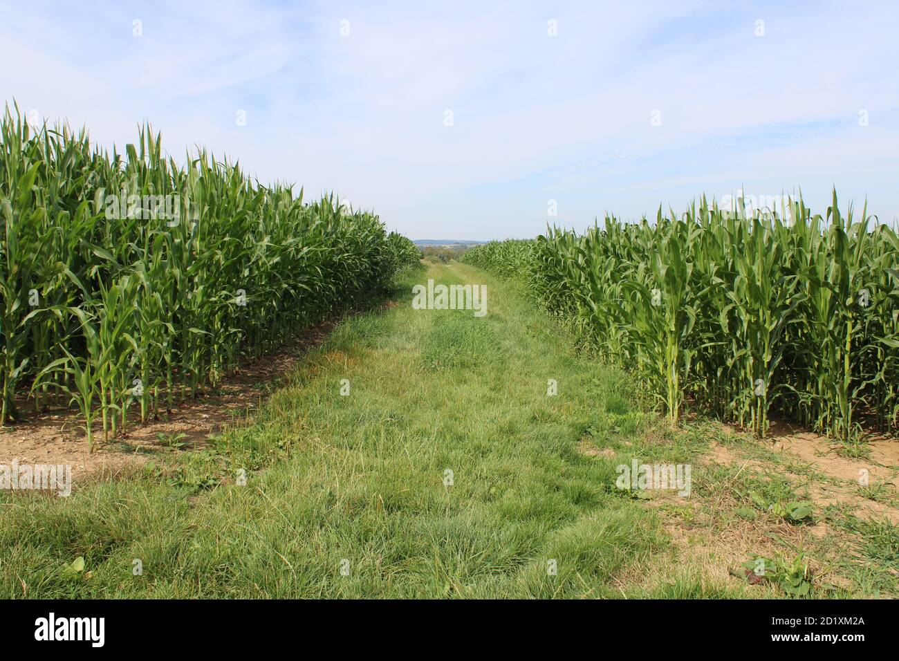 Corn field maize plants ready for harvest hi-res stock photography and ...