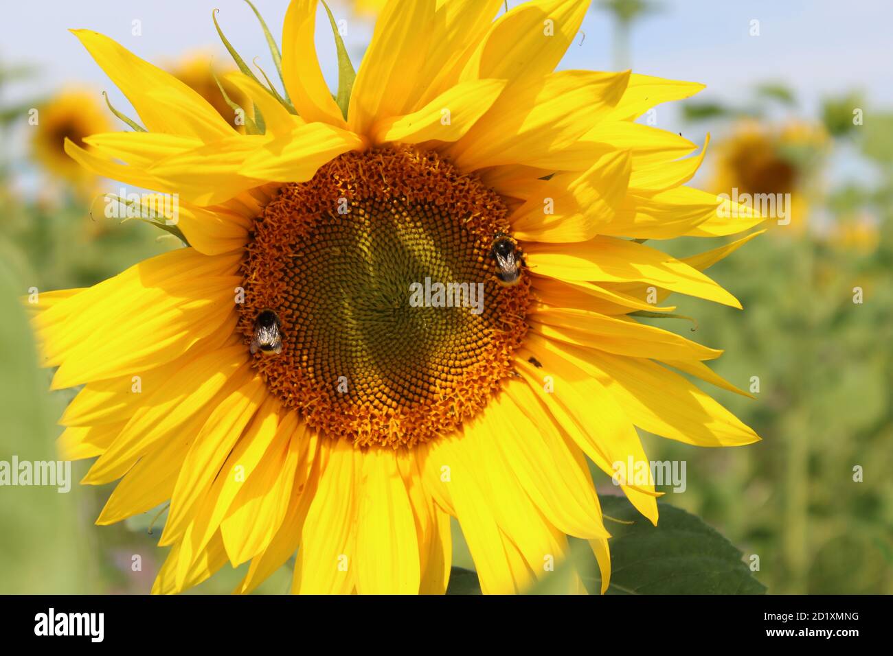 Ecology bees hi-res stock photography and images - Alamy