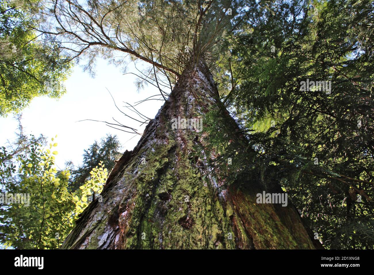 Redwoodtree hi-res stock photography and images - Alamy