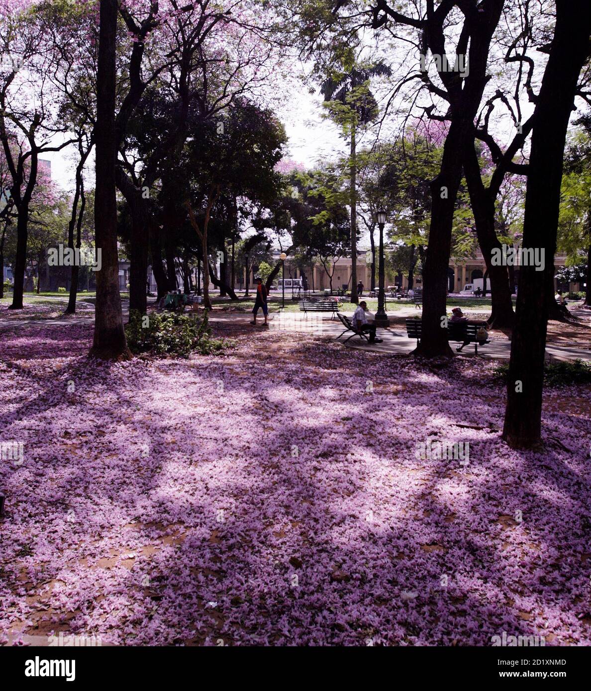 National Flower Of Paraguay High Resolution Stock Photography and ...