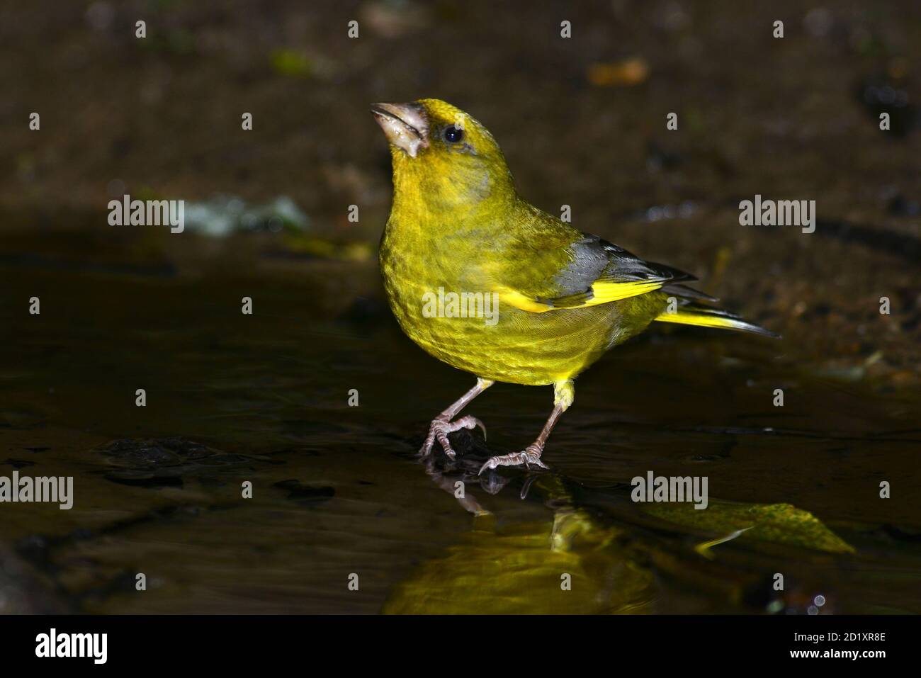British greenfinches hi-res stock photography and images - Alamy