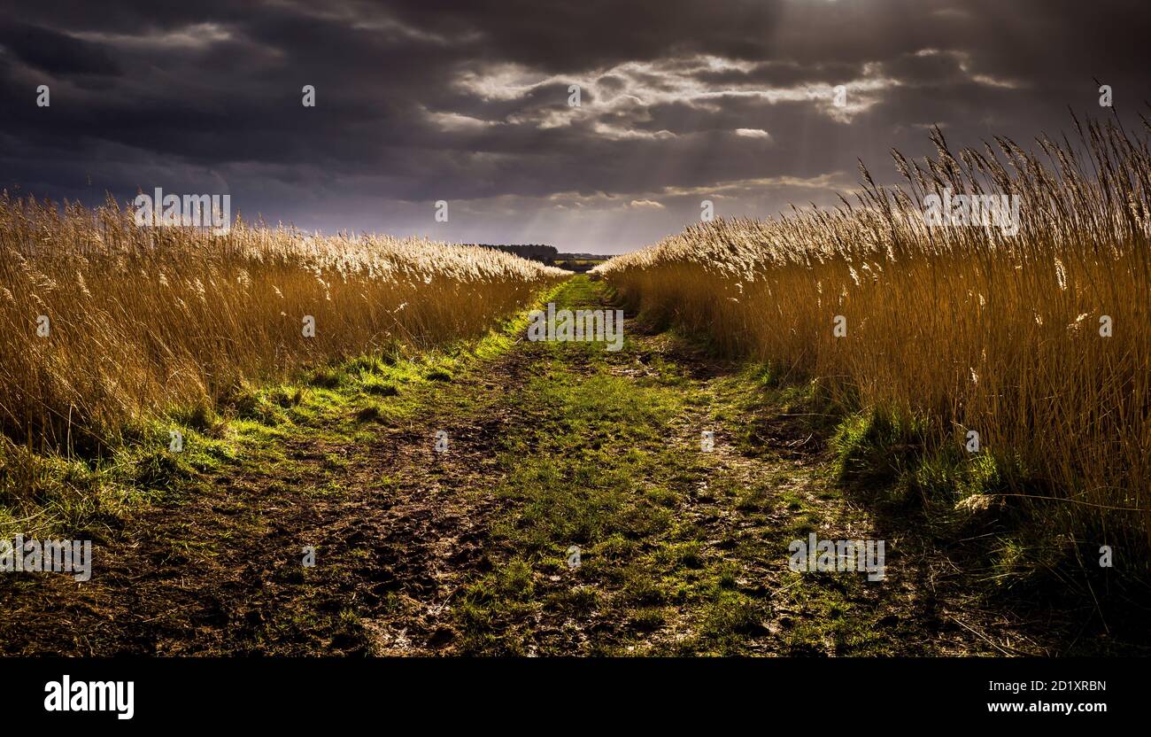 Reedbed norfolk hi-res stock photography and images - Alamy
