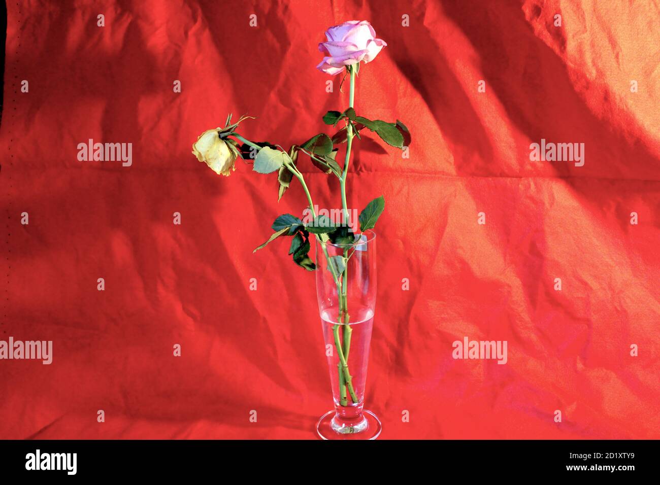 red still life with roses Stock Photo - Alamy