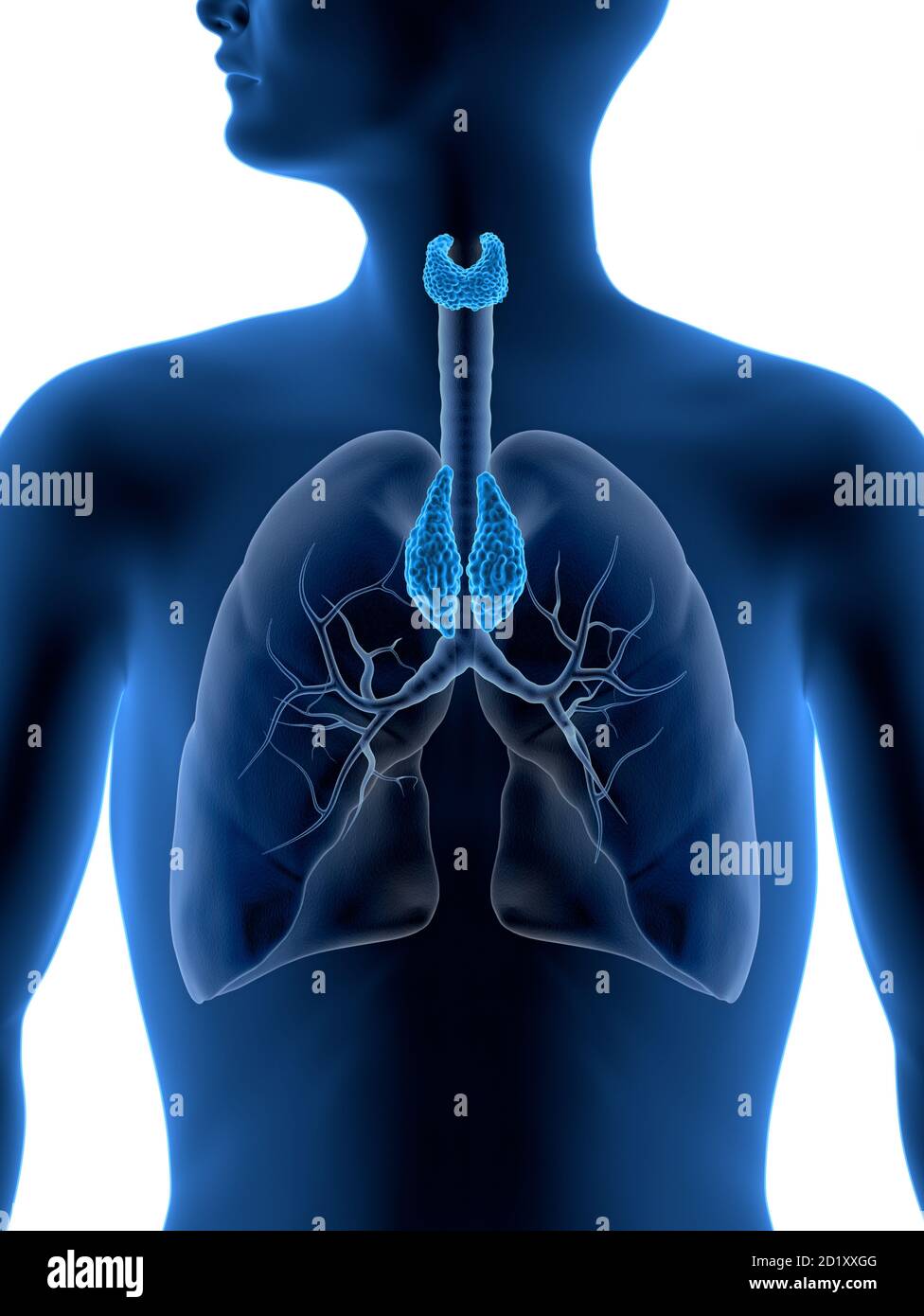 Human Lungs High Resolution Stock Photography and Images - Alamy