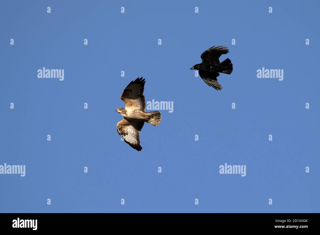 Crow attack hi-res stock photography and images - Alamy