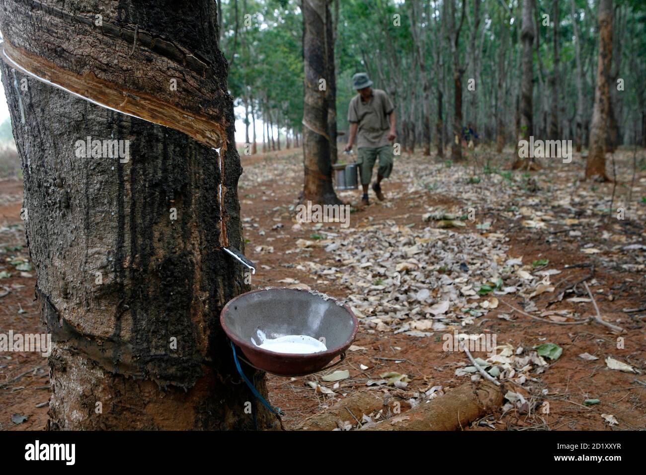 Rubber plantation vietnam asia hi-res stock photography and images - Alamy