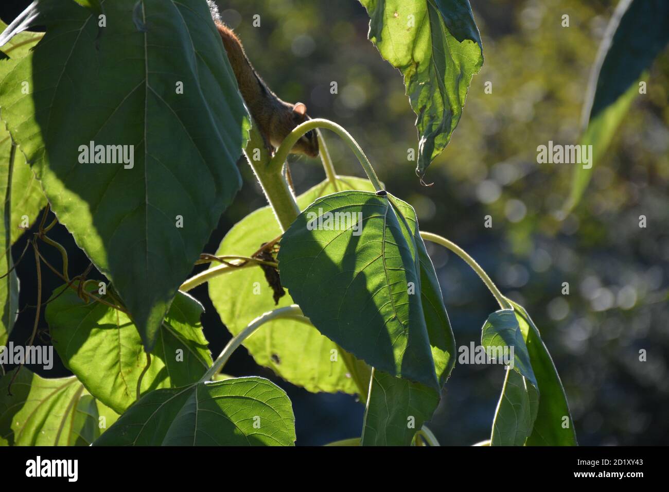 Droopy leaves hi-res stock photography and images - Alamy