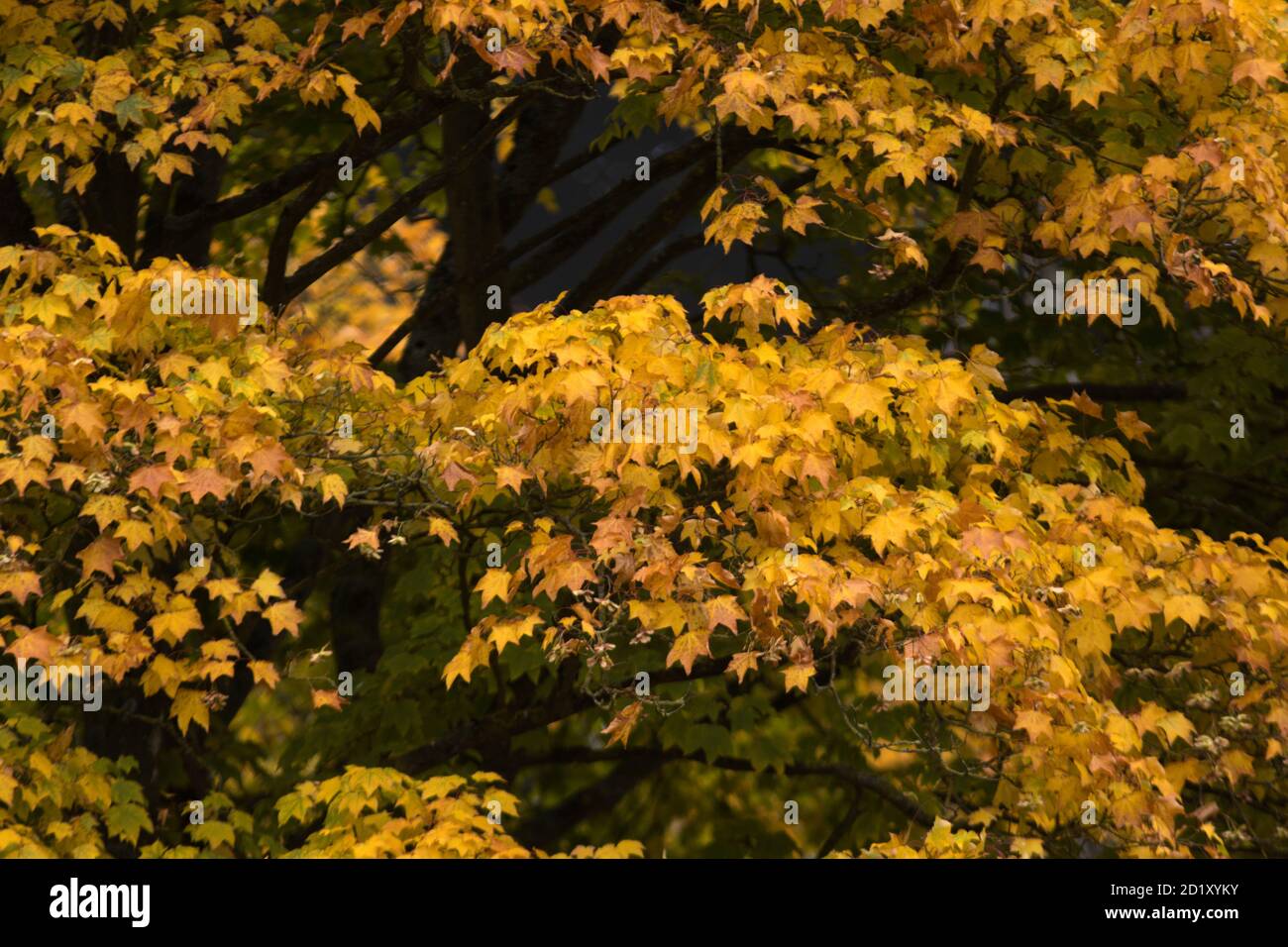 Senescence hi-res stock photography and images - Alamy