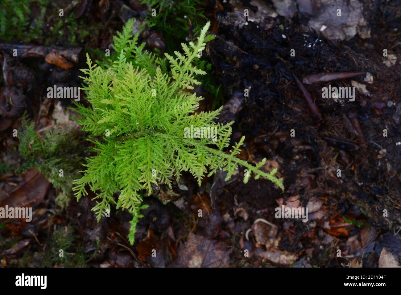 Feather moss hi-res stock photography and images - Alamy