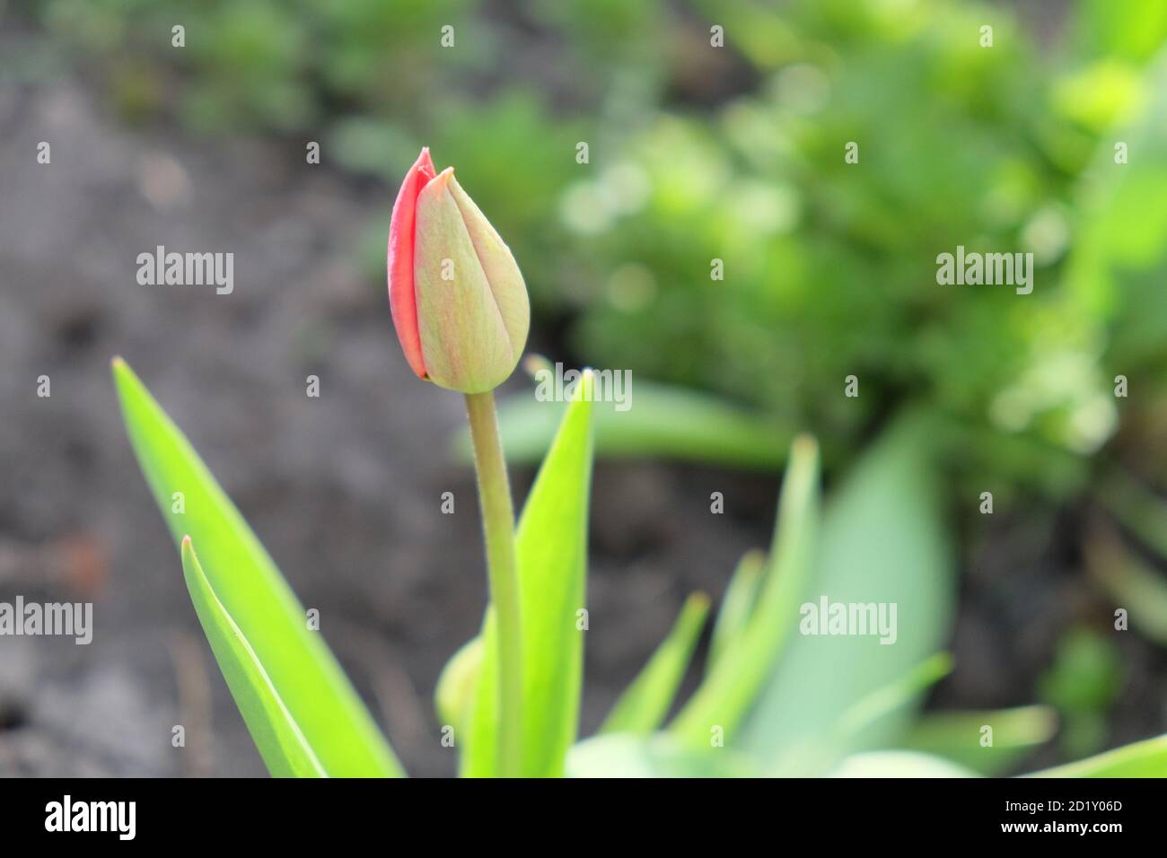 Small bud of tulip flower. Spring flower bud on blurred background ...