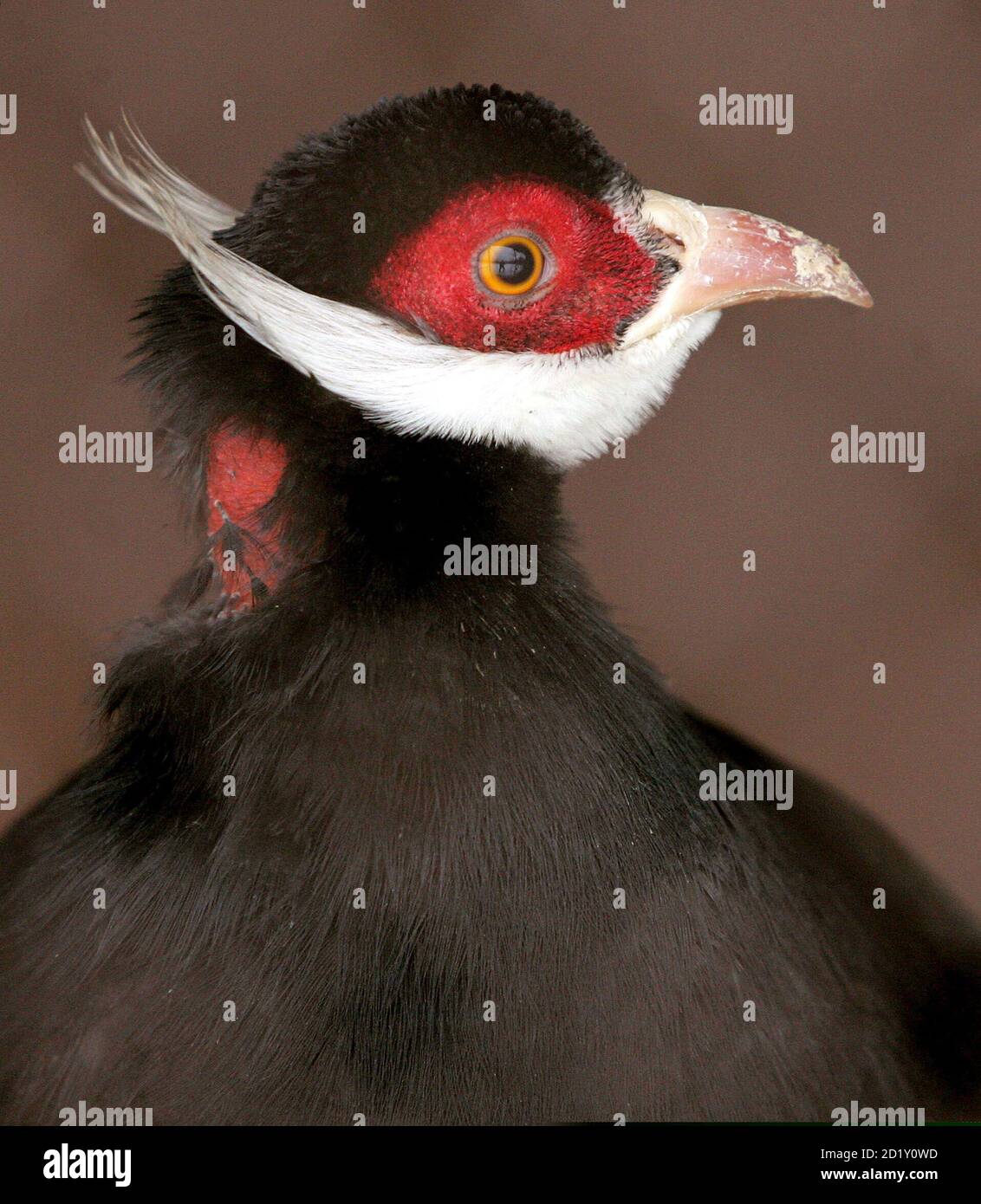 Brown eared pheasant hi-res stock photography and images - Alamy