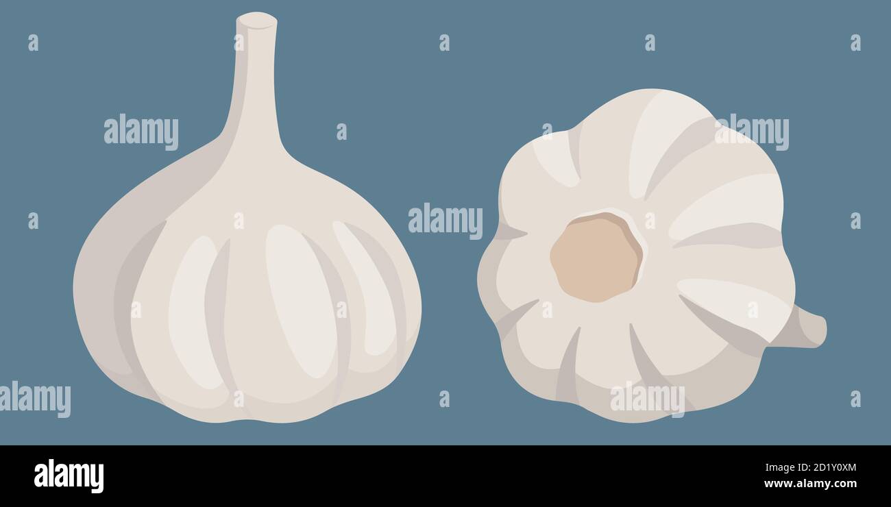 Garlic in cartoon style. Healthy Food Stock Vector Image & Art - Alamy