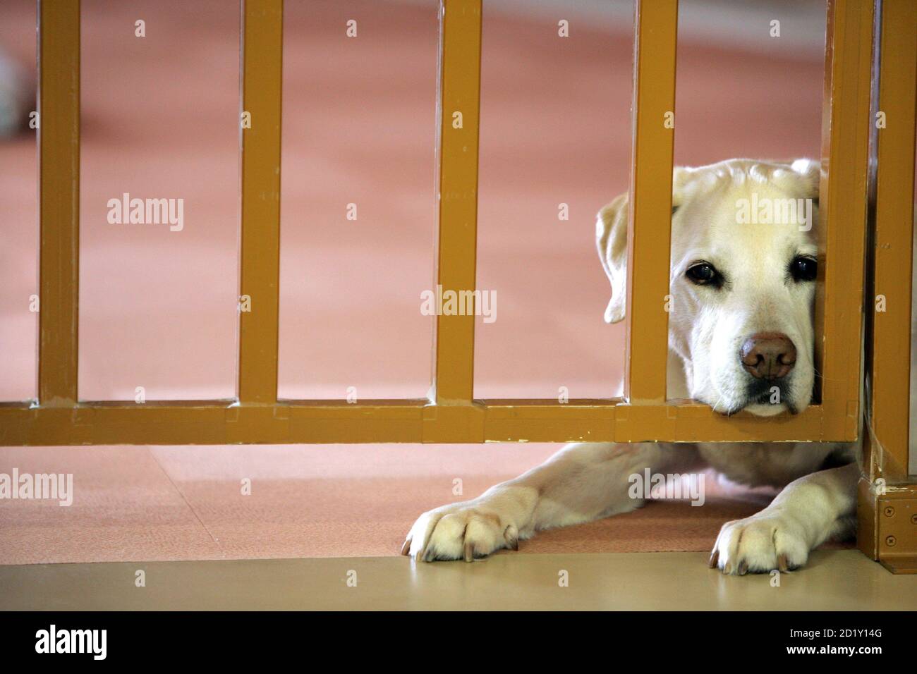 A retired guide dog hi-res stock photography and images - Alamy