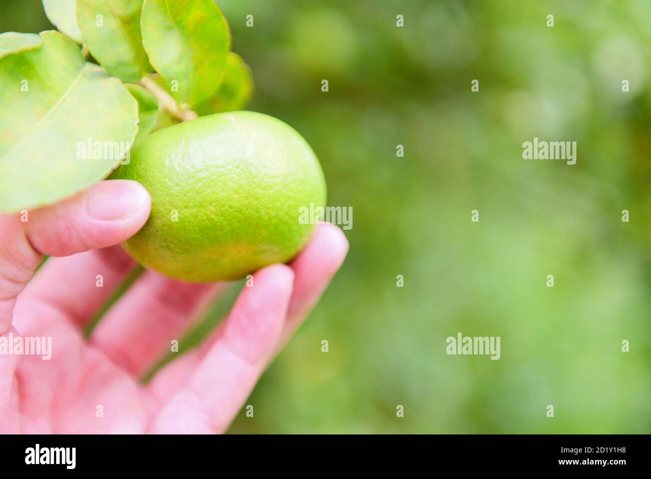 Green limes on a tree / Fresh lime citrus fruit in the garden farm ...