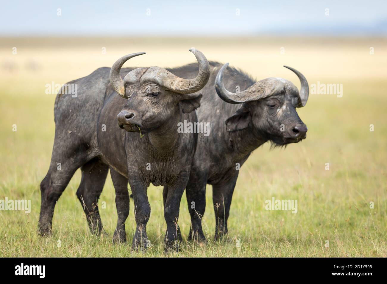 Male buffalo male african buffalo hi-res stock photography and images ...
