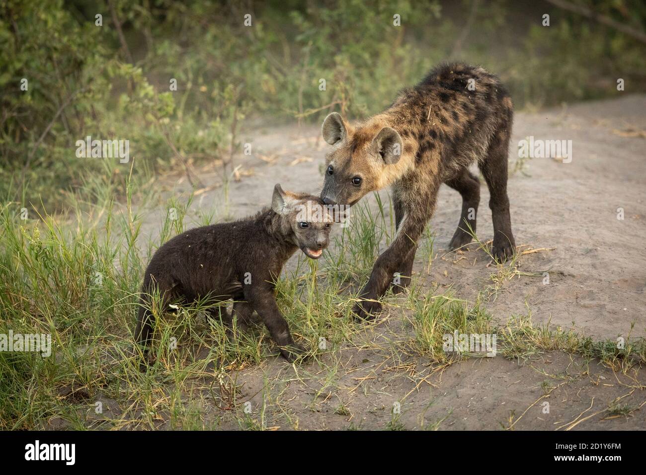 Two hyena cubs playing in Savuti in Botswana Stock Photo - Alamy