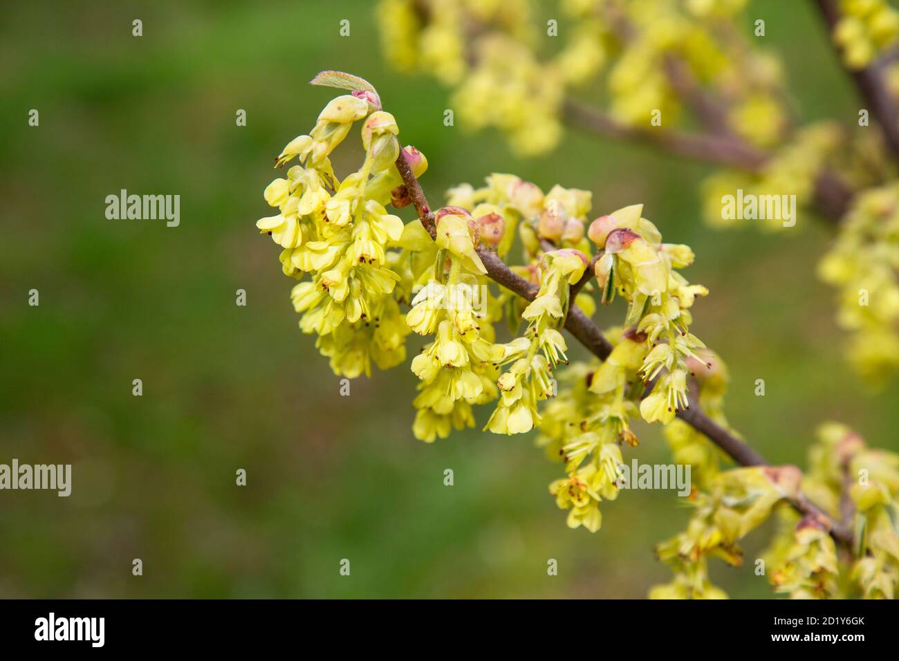Early spring growth willow tree hi-res stock photography and images - Alamy