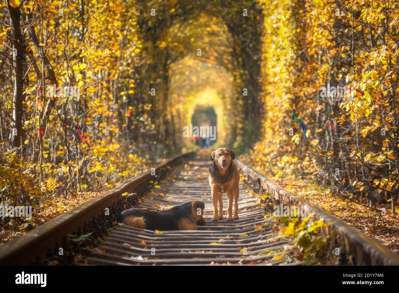 Two beautiful dogs on the railroad in tunnel of trees at sunset Stock ...