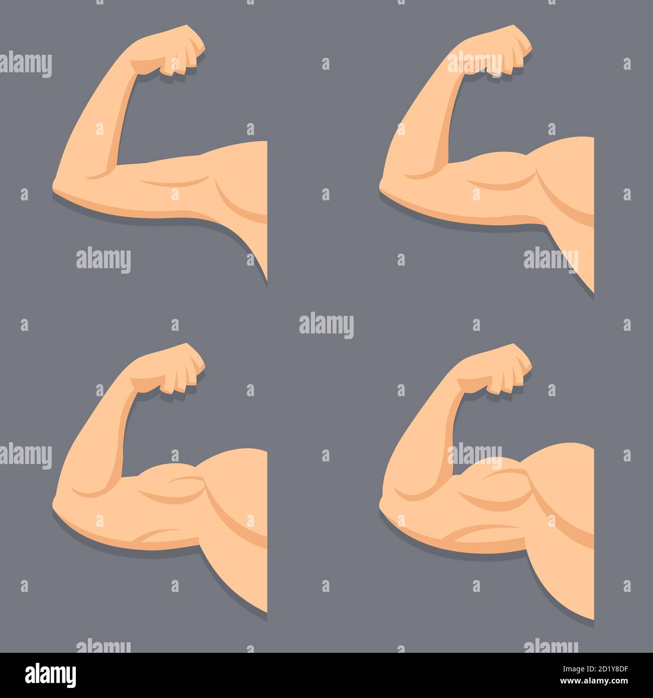Biceps Vector