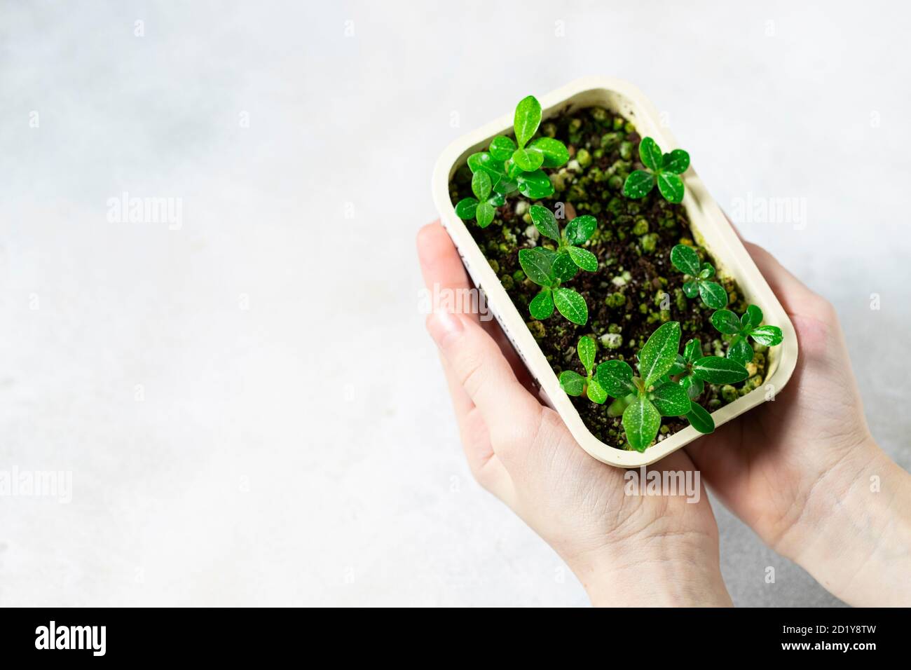 Planting new plants. Sprout Adenium plant from seed at home, gardening ...