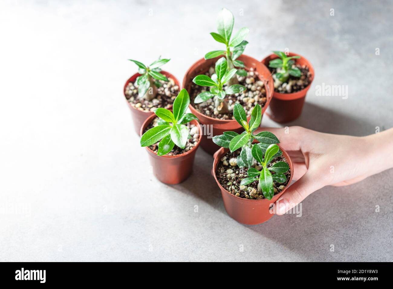 Planting new plants. Sprout Adenium plant from seed at home, gardening ...