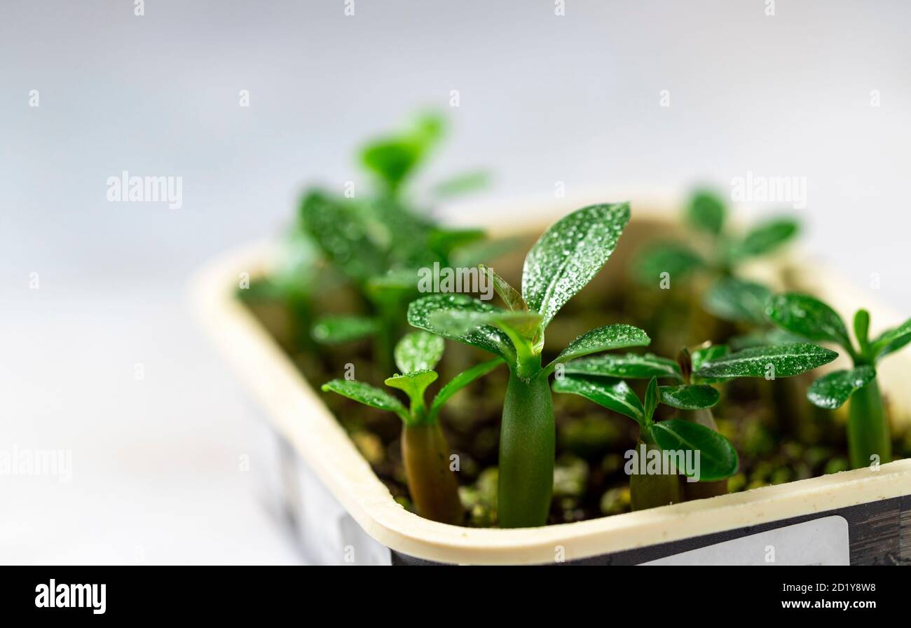 Planting new plants. Sprout Adenium plant from seed at home, gardening ...
