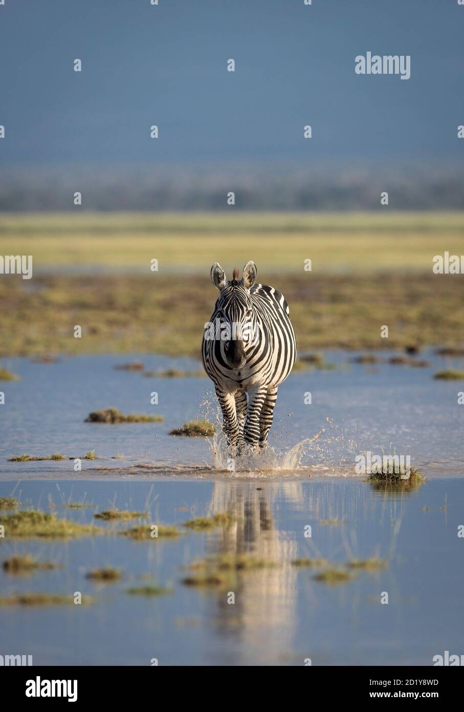 Vertical portrait of an adult zebra walking towards camera splashing ...