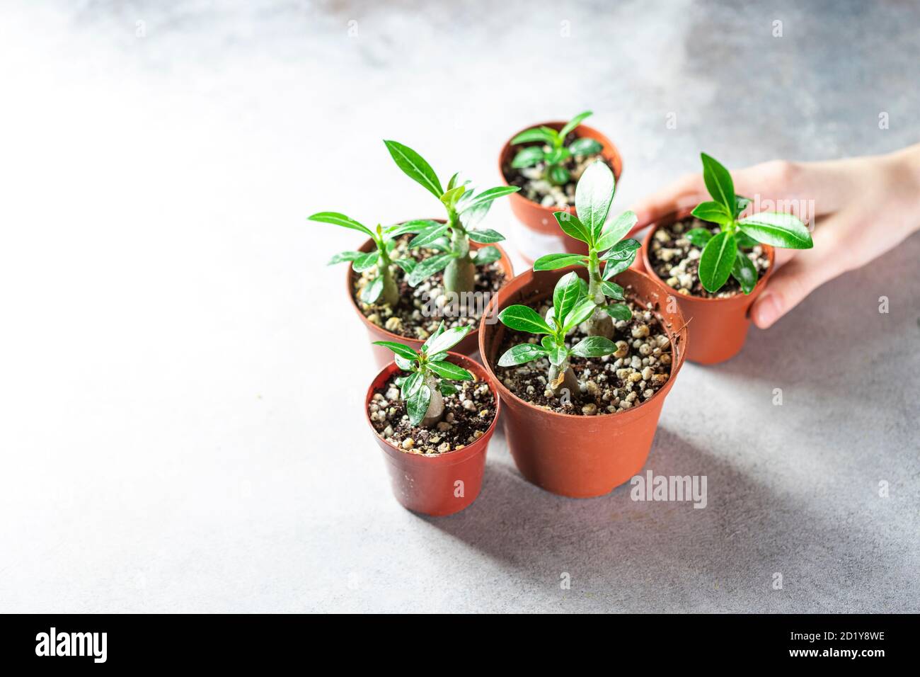 Planting new plants. Sprout Adenium plant from seed at home, gardening ...