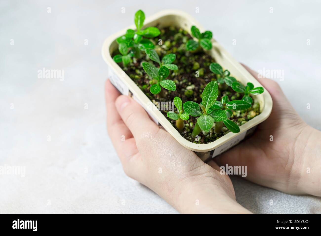 Planting new plants. Sprout Adenium plant from seed at home, gardening ...