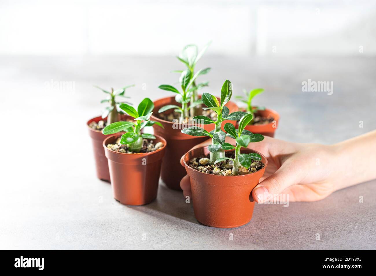 Planting new plants. Sprout Adenium plant from seed at home, gardening ...
