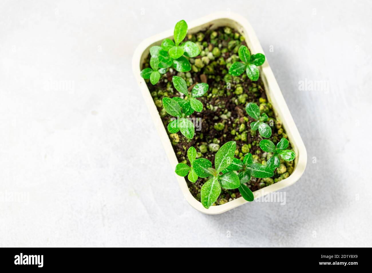 Planting new plants. Sprout Adenium plant from seed at home, gardening ...