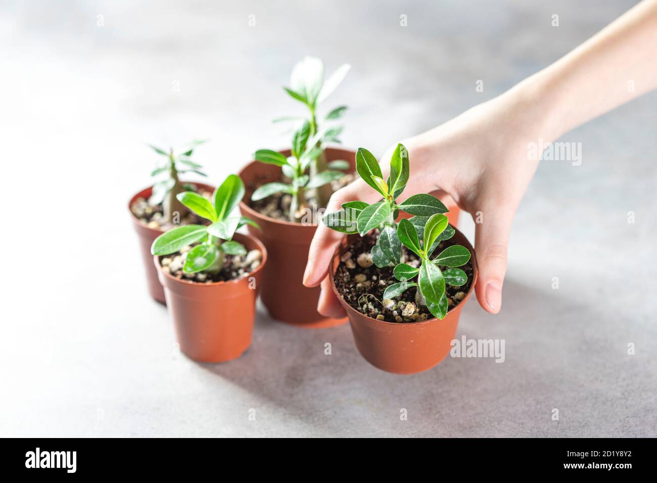 Planting new plants. Sprout Adenium plant from seed at home, gardening ...