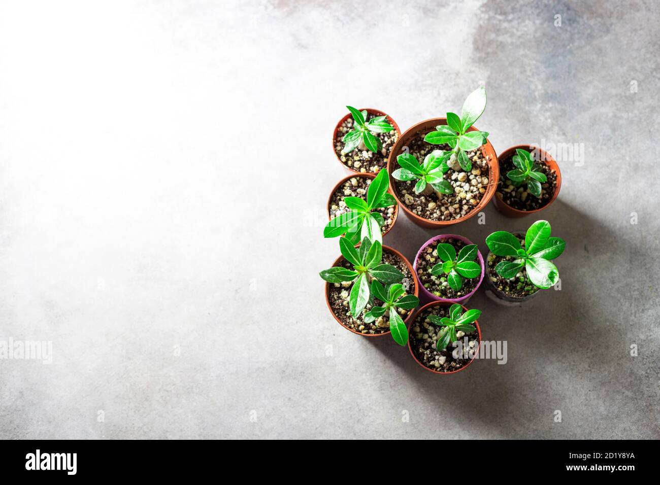 Planting new plants. Sprout Adenium plant from seed at home, gardening ...