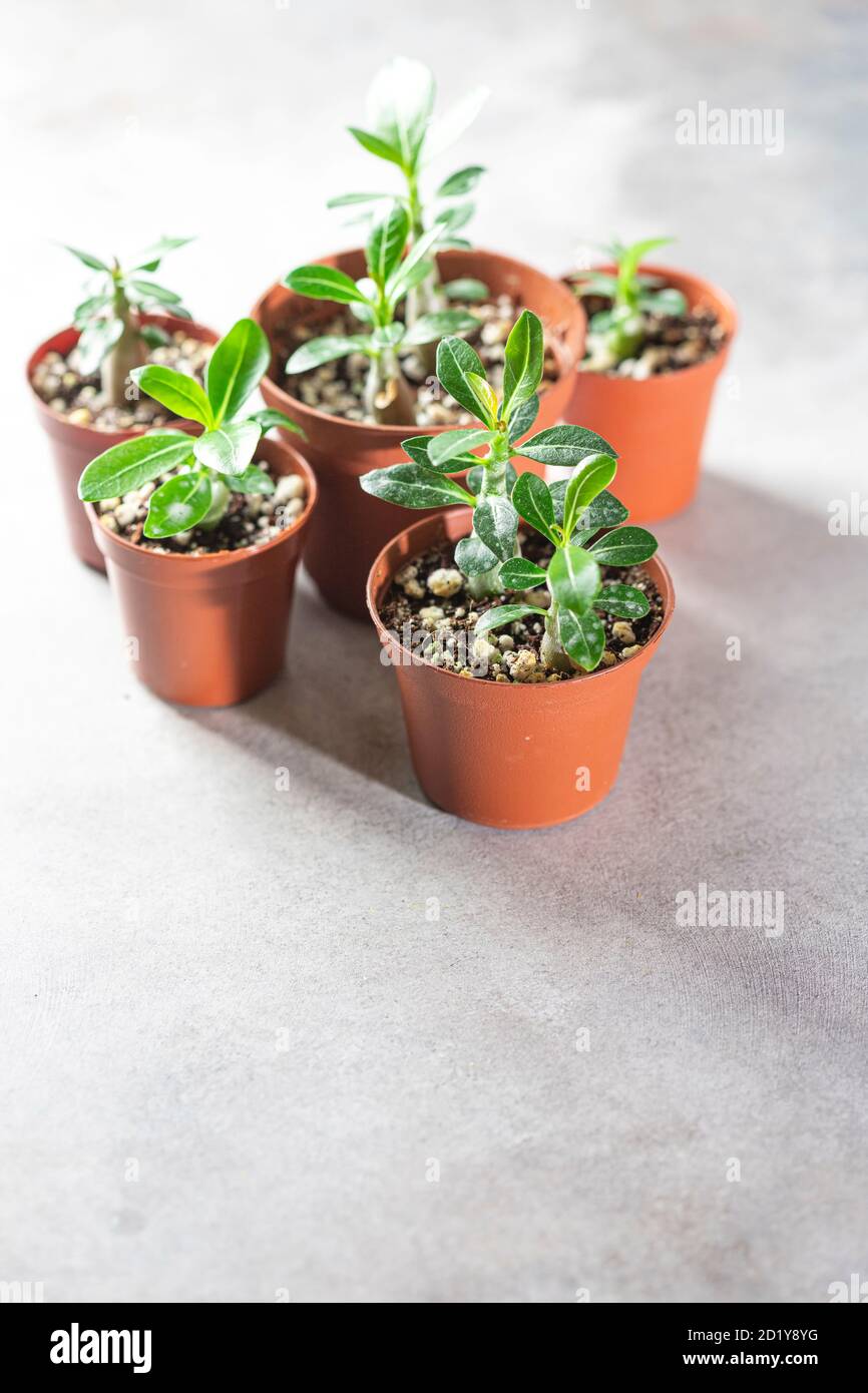 Planting new plants. Sprout Adenium plant from seed at home, gardening ...