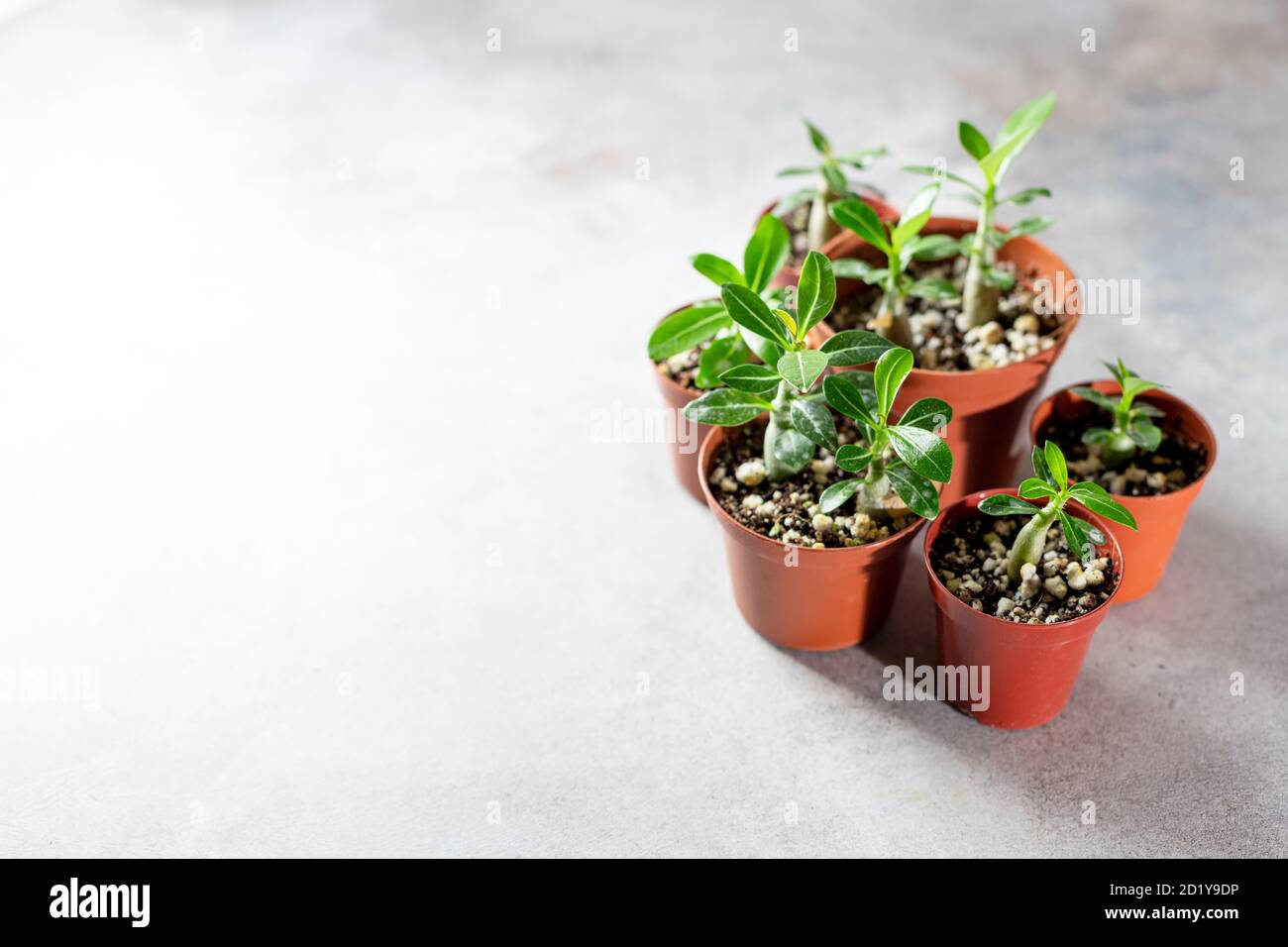 Planting new plants. Sprout Adenium plant from seed at home, gardening ...