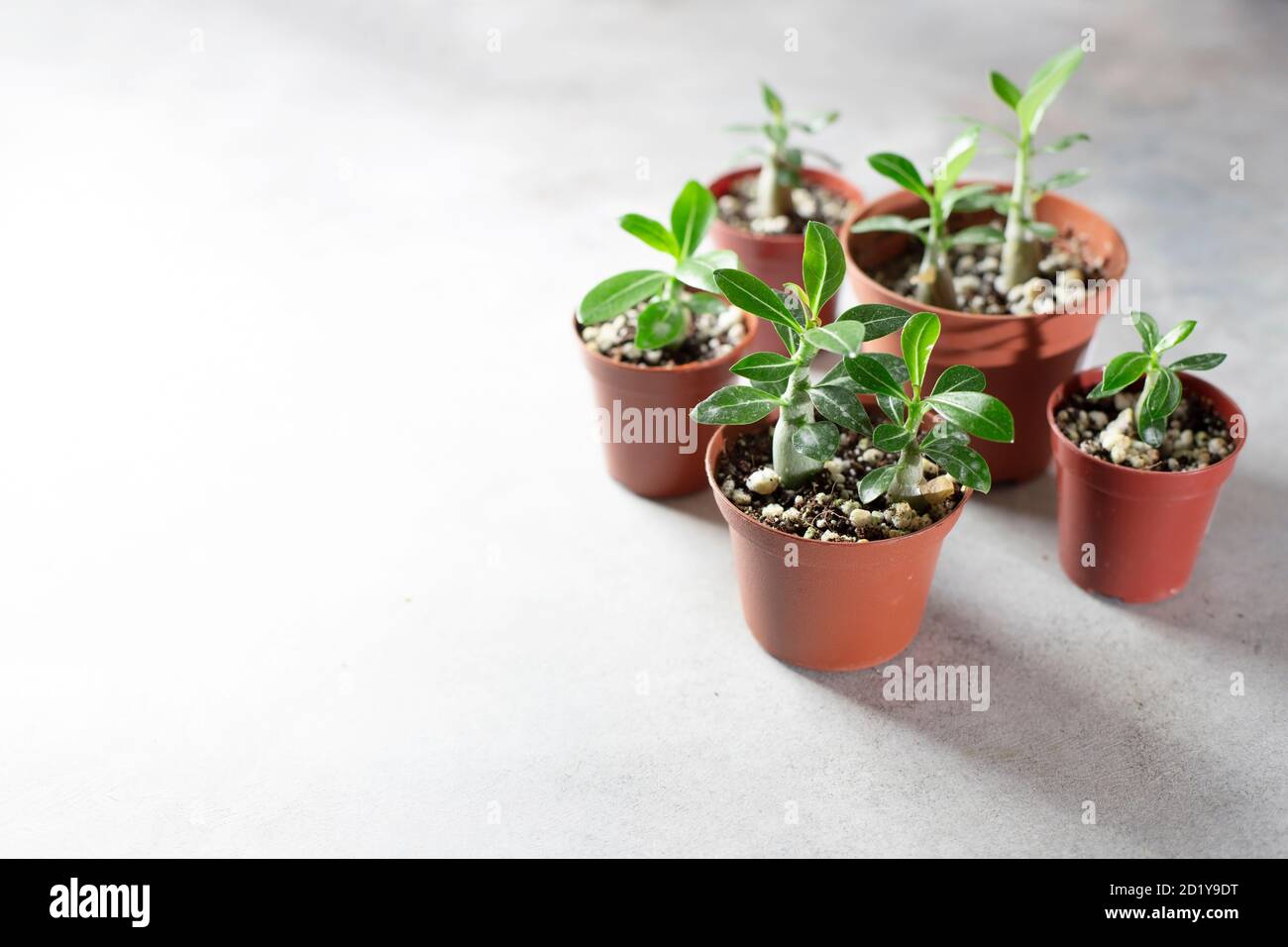 Planting new plants. Sprout Adenium plant from seed at home, gardening ...