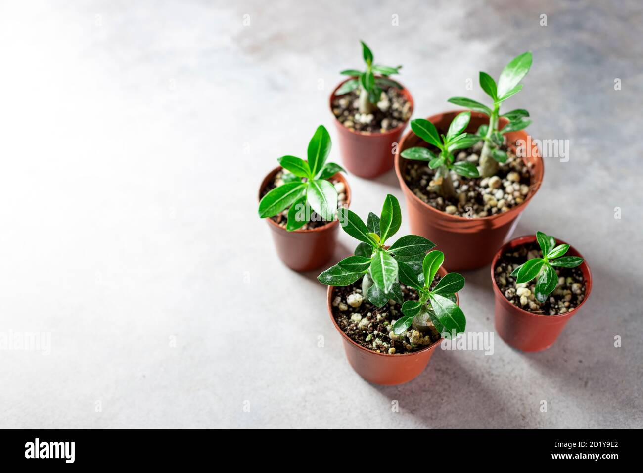 Planting new plants. Sprout Adenium plant from seed at home, gardening ...