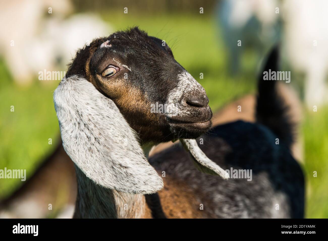 south african boer goat doeling portrait on nature Stock Photo - Alamy