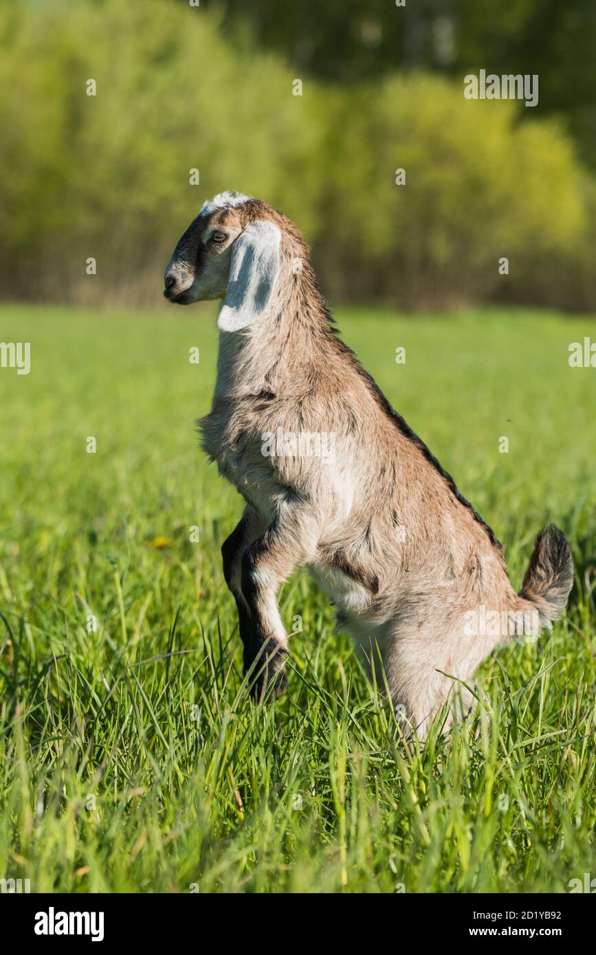 south african boer goat doeling portrait on nature Stock Photo - Alamy