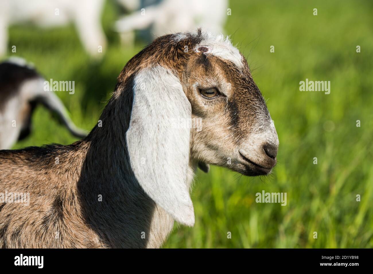 south african boer goat doeling portrait on nature Stock Photo - Alamy