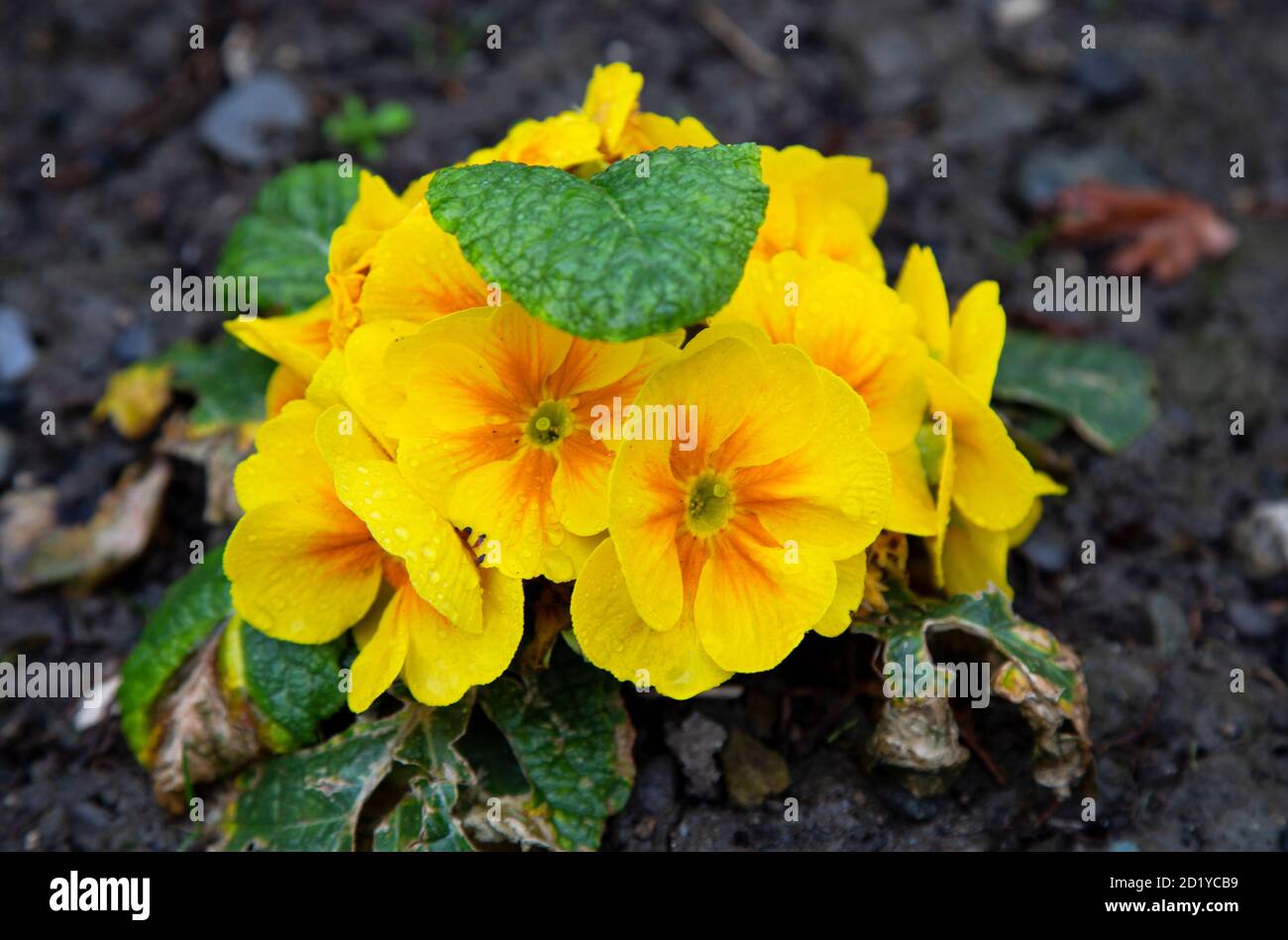 Small yellow flowers in spring. A small flower Bush in the garden Stock ...