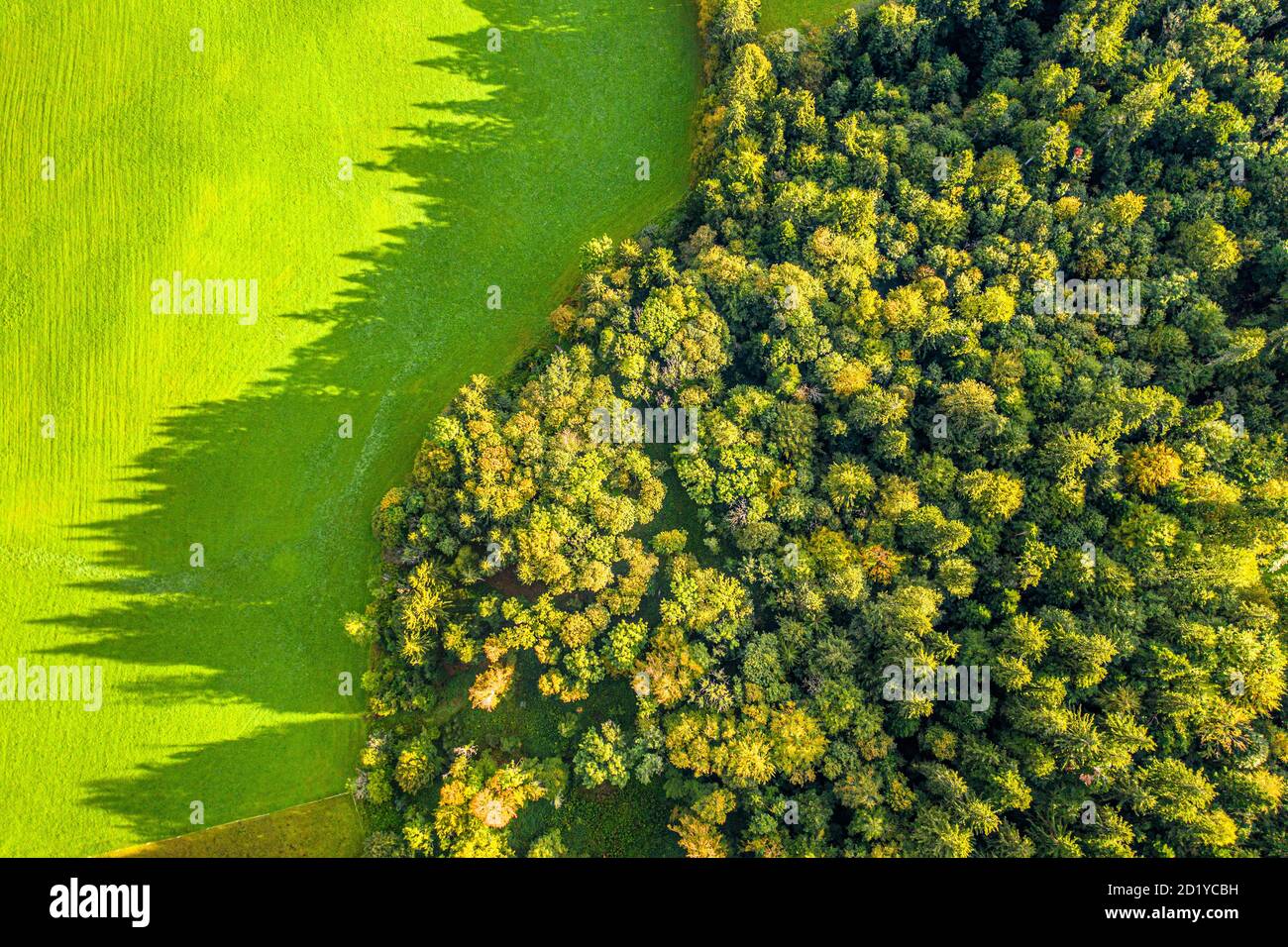 Aerial top view deciduous forest hi-res stock photography and images ...