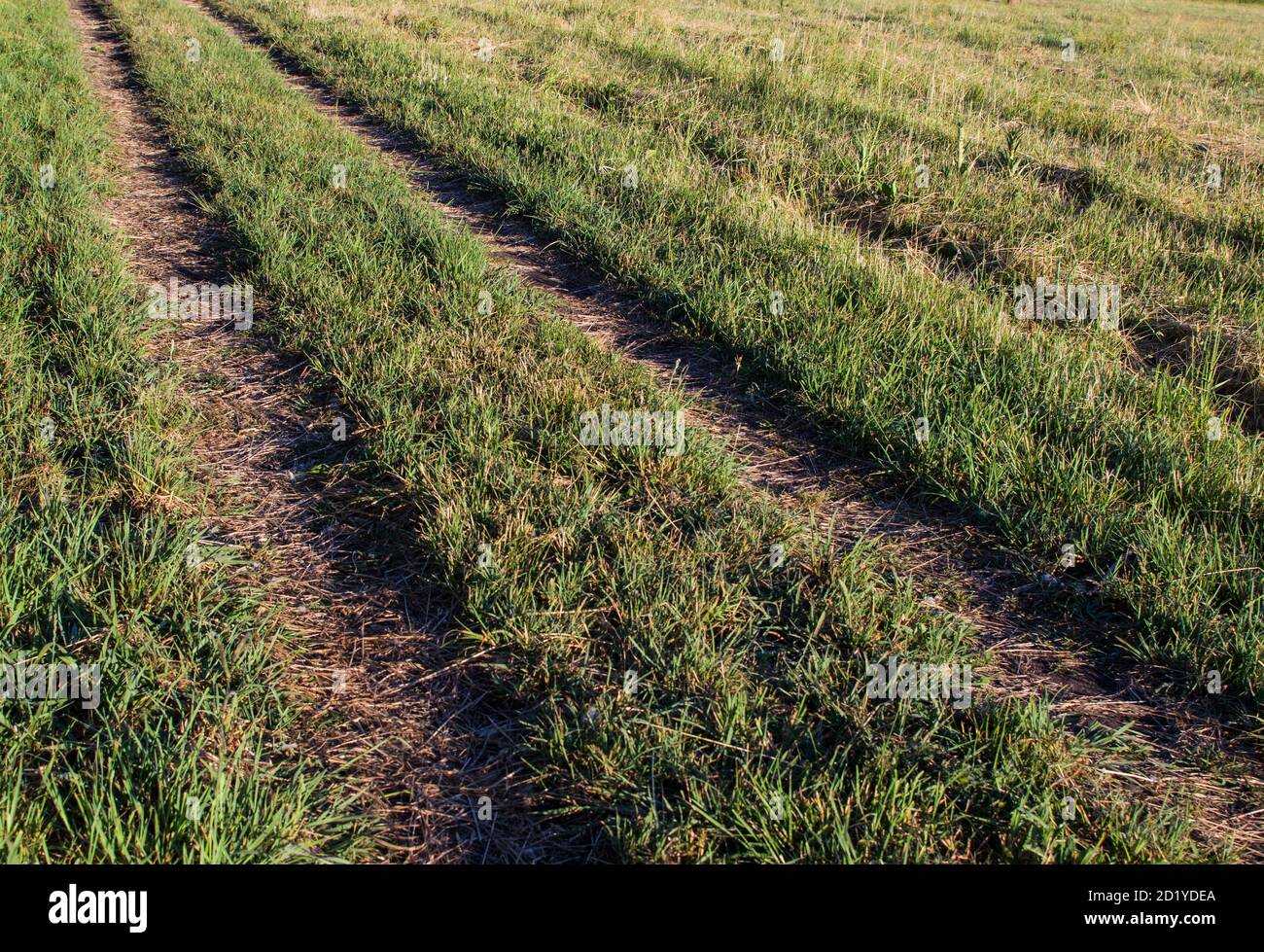 Path in the grass Stock Photo - Alamy