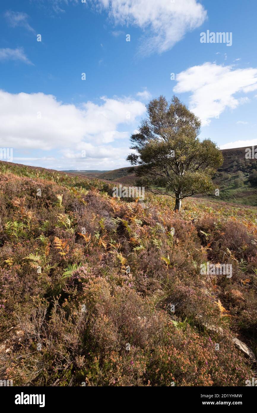 Moors Bracken High Resolution Stock Photography and Images - Alamy