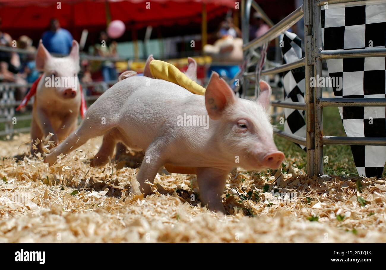 Human baby and pig hi-res stock photography and images - Alamy