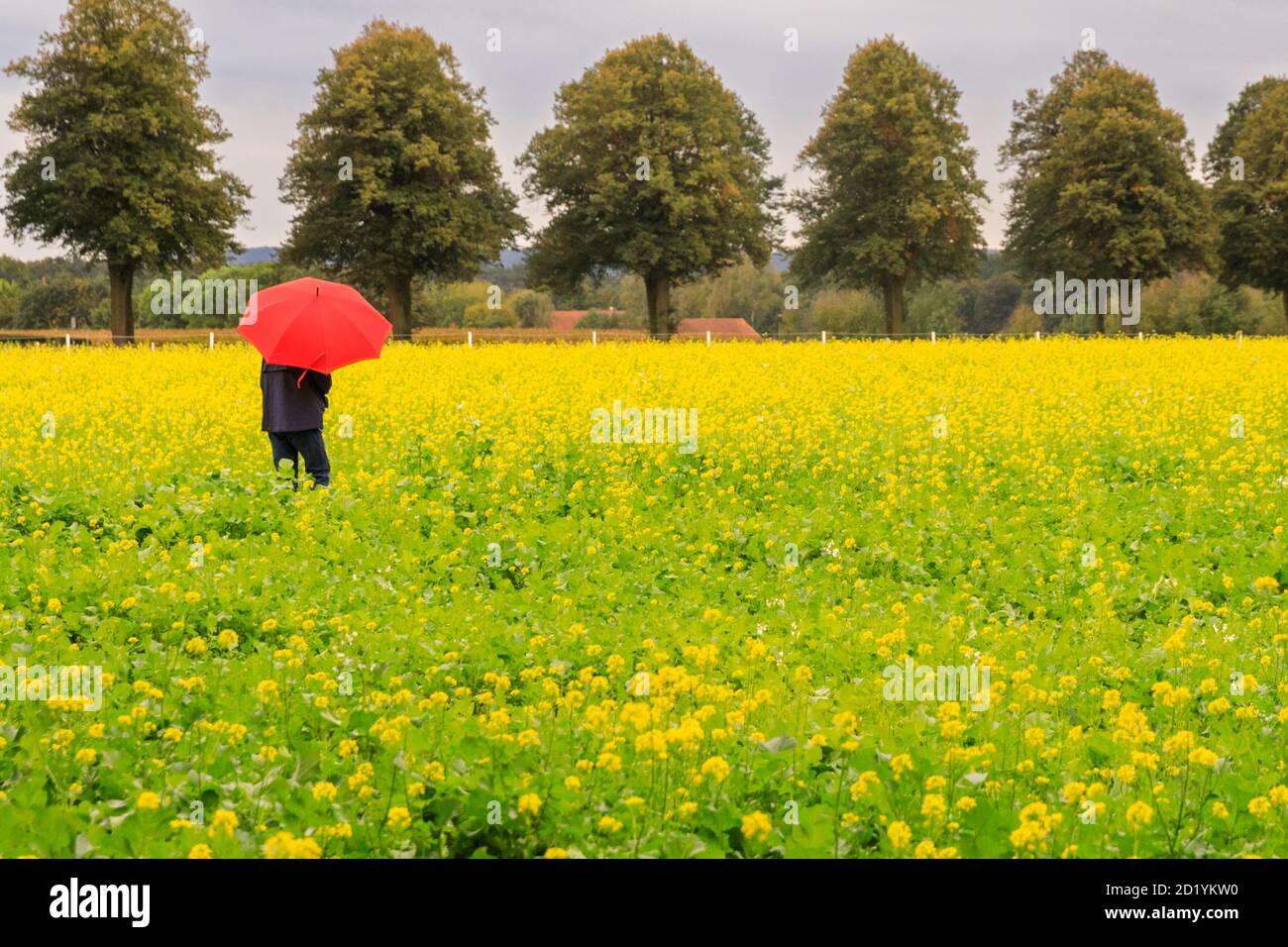 Brassica arvensis hi-res stock photography and images - Alamy