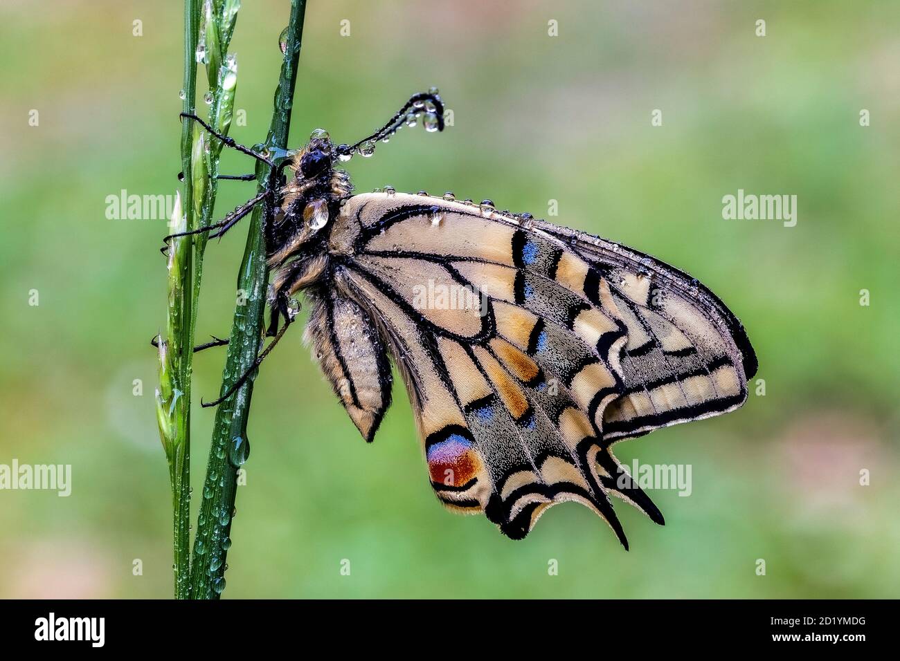 Papilio Machaon - Swallowtail butterfly Stock Photo - Alamy